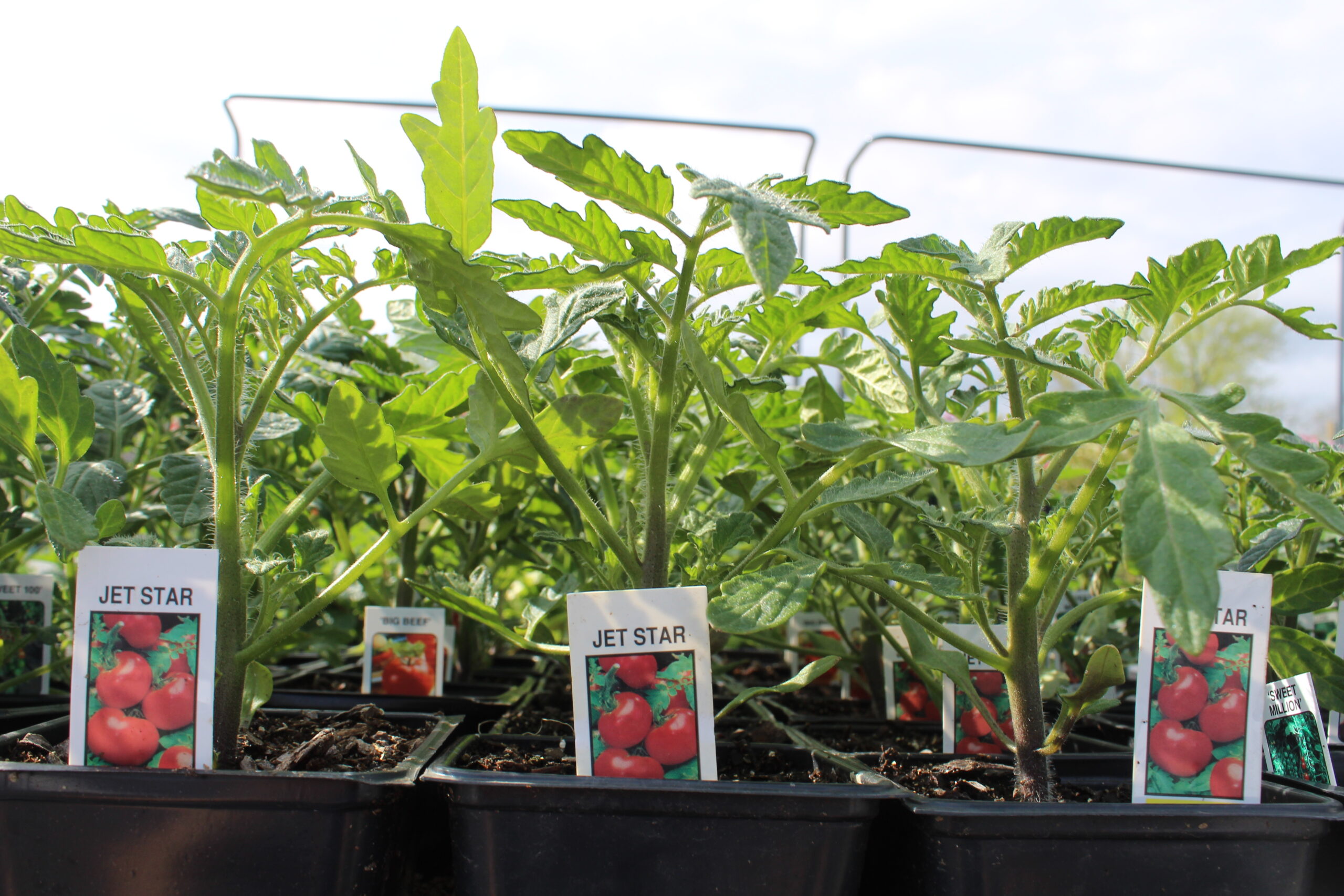 Trees, Shrubs, Plants. – Keller's Garden Center